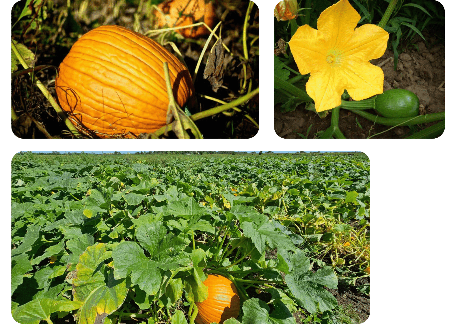 FALL HOME | The Wild Pumpkin